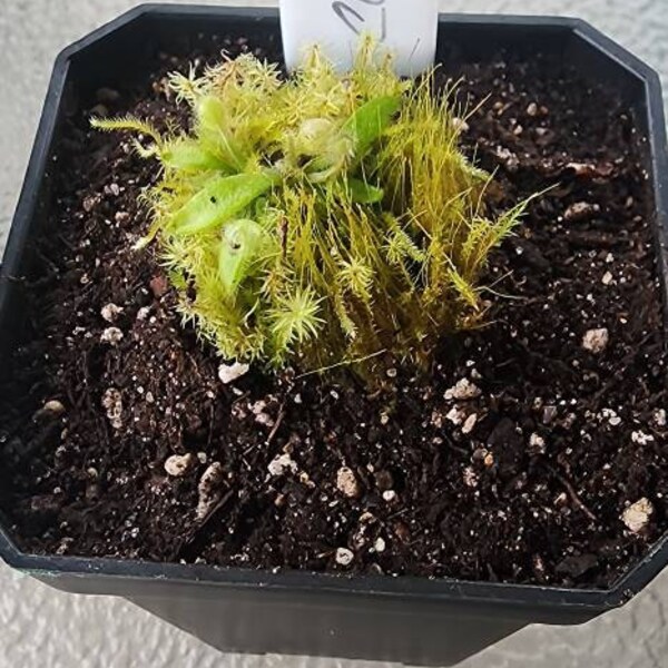 Xyris Difformis Bog Yellow-eyed-grass - Etsy