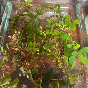 Bucephalandra Akantha Live Aquarium Plant - Etsy