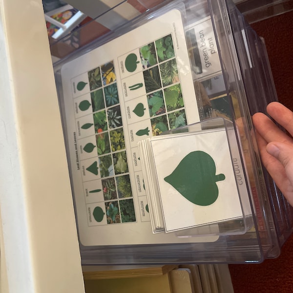 Seed and Plant Matching Cards - Montessori Botany Activity (digital ...