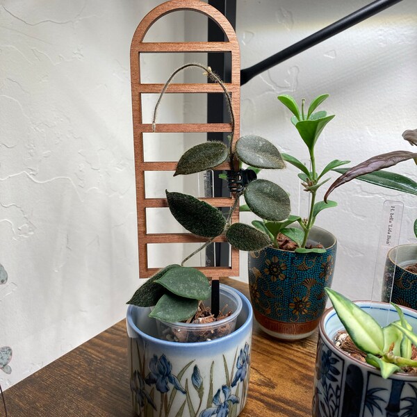 Ladder Arch Indoor Plant Trellis (3 Sizes for 2-6" Pots) | Mini & Small ...