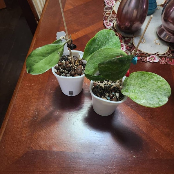 Hoya Mindorensis red Flowers - Etsy