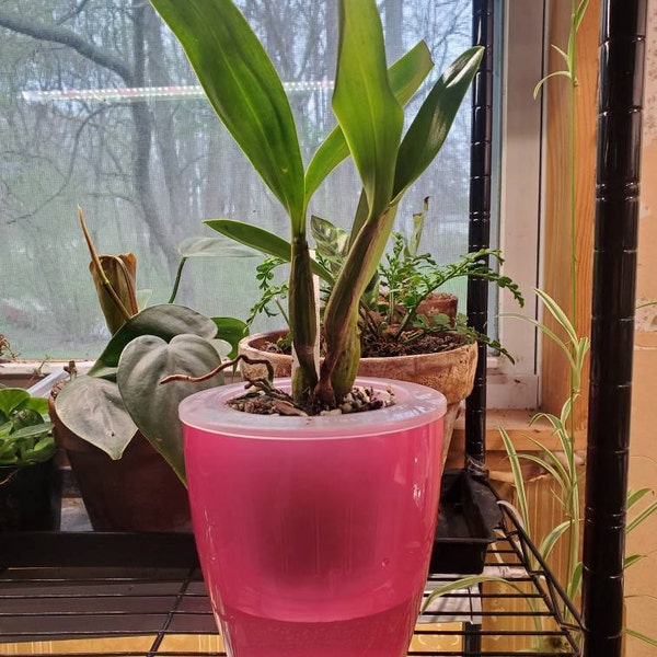 3 Perfect Orchid Pots - Self Watering - Plant Planters - Etsy