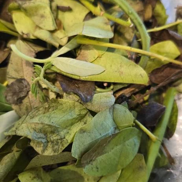 Brass Orisha Olosa Tools (ananagu Olokun Olosa Iroko Dada Ocha Ifa ...