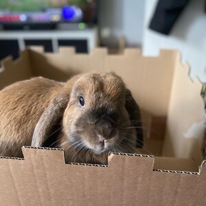 The Castle Corrugated Cardboard Castle for Bunny Rabbits & - Etsy UK