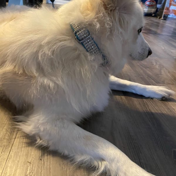 Blue Rhinestone + Glitter Fancy Dog Collar, Light Blue Blingy Sparkly ...