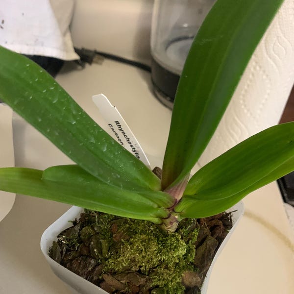 Rlc. Sung Ya Green 'mailman' 2.5 Pot - Etsy