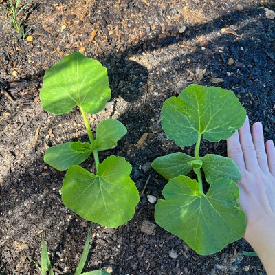 Yugoslavian Fingers heirloom/c.pepo Seeds: Semi-rare, White Finger ...