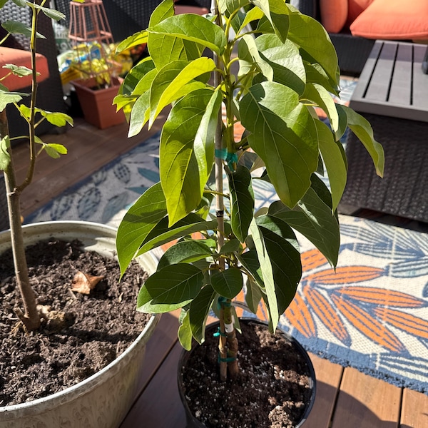 Marcus Pumpkin Avocado Tree, Cold Hardy, Grafted in 3 Gallons Pot - Etsy