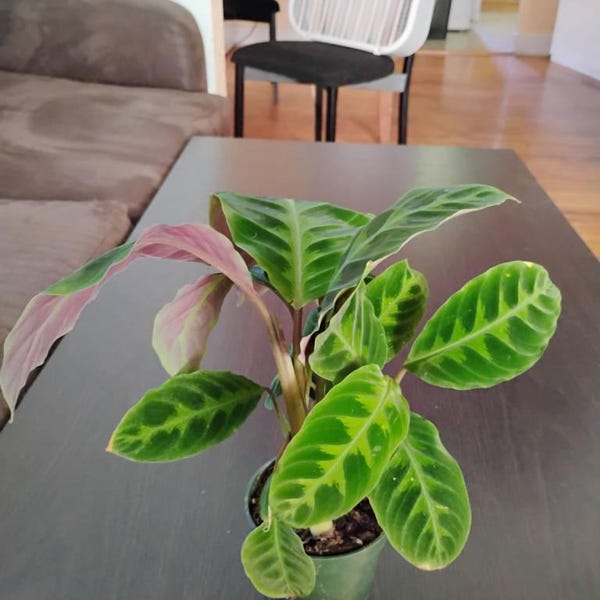 Tradescantia Bubblegum Nanouk Plant - 4 Inch Pot - Optional Decorative ...