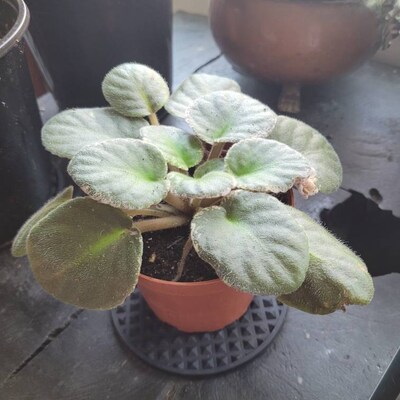 RS Ariel African Violet Live Plant, Young Starter in a 4 Pot Plant ...