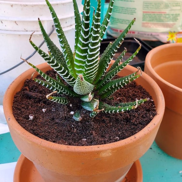 Zebra Cactus (haworthia Zebrina) Low Light Indoor / Outdoor Rooted Live ...