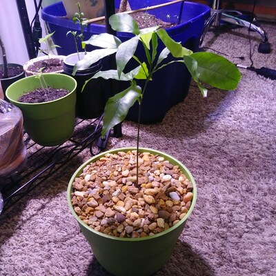 Spanish Lime Genip Guinep Ginepa Limoncillo Mamoncillo Fruit Seedling ...