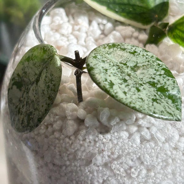 RARE Hoya Mathilde Silver Fresh Cutting Plant Houseplant - Etsy UK