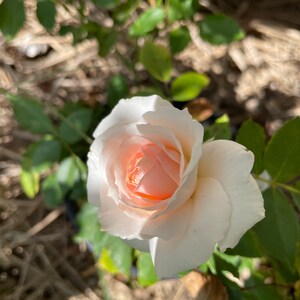 Rose Plant washitsu 和室 ジャパネスクモナムール - Etsy