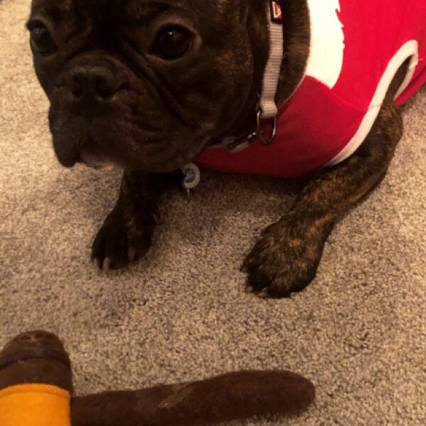 Squeaky Gavel Dog Toy - Etsy