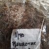 Master's Mix 4lbs, Culinary Mushroom Substrate, Hydrated and Sterilized ...