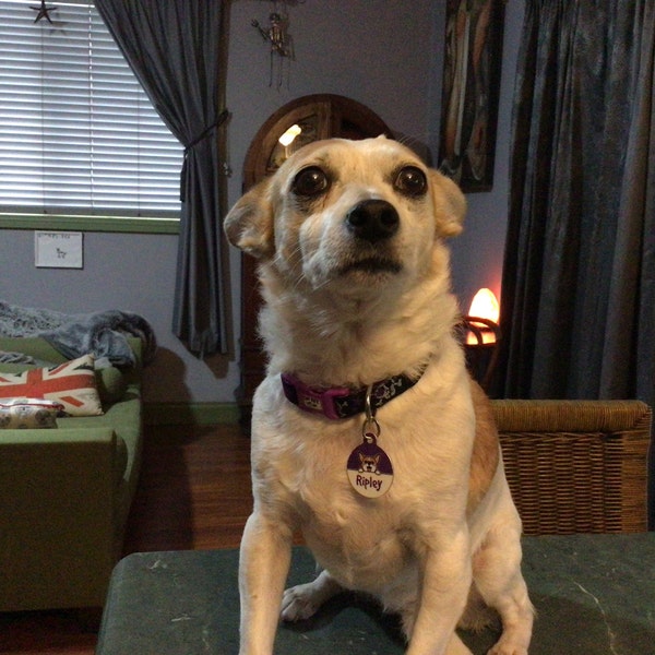 Germ Microorganism Name Badge - Handmade ID Tag - Custom Made to Order ...