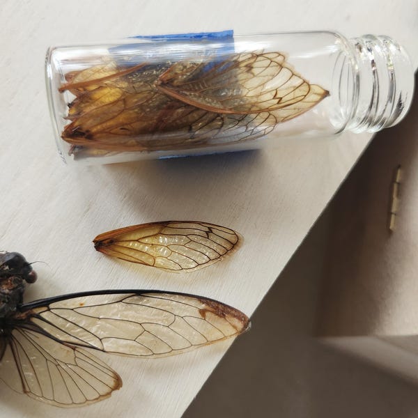Real Dried Cicada-wings Open- Brood XIII(13) 17 Year Magicicada Genus ...