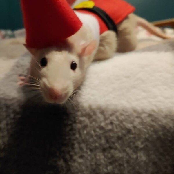 Elf Costume, Pet Costume for Rats, Santa Helper Rat - Available in Red ...