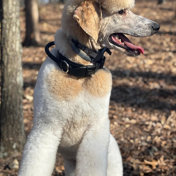 Leather Dog Harness and Leash and Collar Personalized Dog Harness Set ...