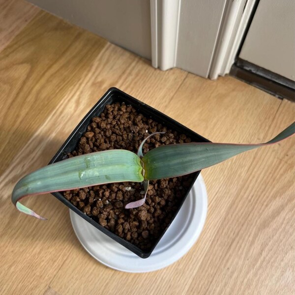 Ledebouria Sp. Barberton - Etsy