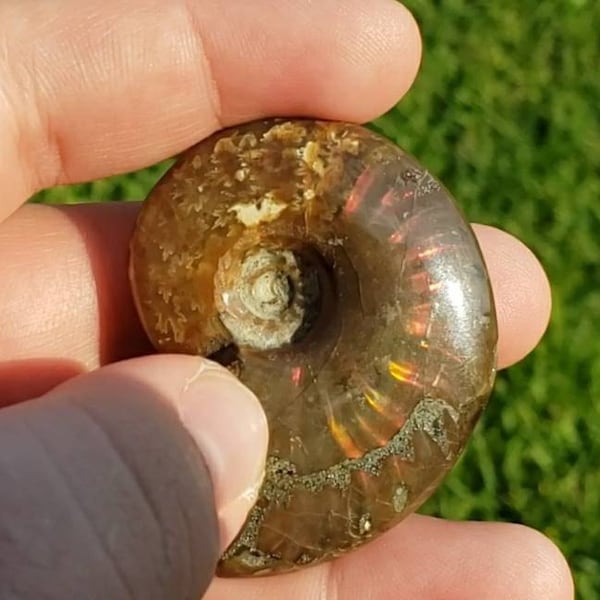 Raw Ammonite Ammolite Fossil Rainbow Iridescent Opalized Ammonite ...