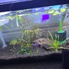 Tank One, Various Live Aquarium/aquatic/background/midground/foreground ...