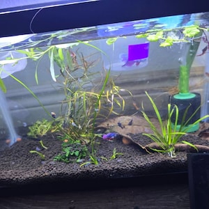 Tank One, Various Live Aquarium/aquatic/background/midground/foreground ...
