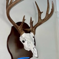 European Taxidermy Mount Skull Hanger Bracket Deer Bear Wolf Wild Boar ...