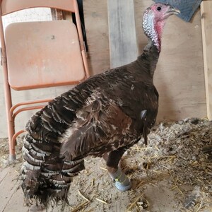 Medium Bird and Chicken Prosthetic Leg. - Etsy