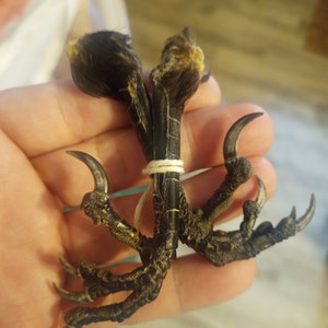 One Pair 2 Crow Feet Foot Talon Claws Taxidermy Fetish Curio Bones Art ...