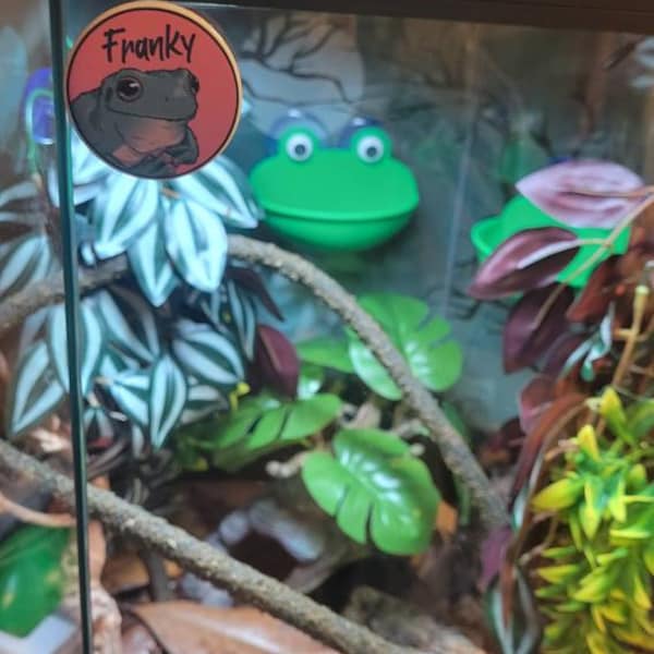 Enclosure Name Plate Ceramic - White's / Dumpy Tree Frog - Etsy