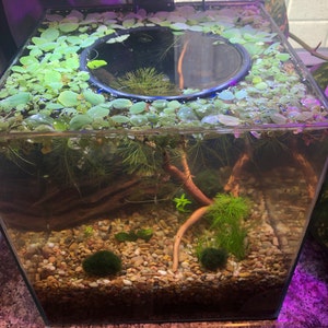 NO FLOATERS Beginner Pack 10 Tiny Random PLANT Species Low | Etsy