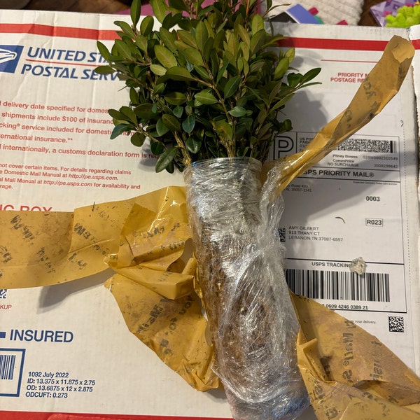 Green Mountain Boxwood - Upright Conical Buxus Live Plant Low ...