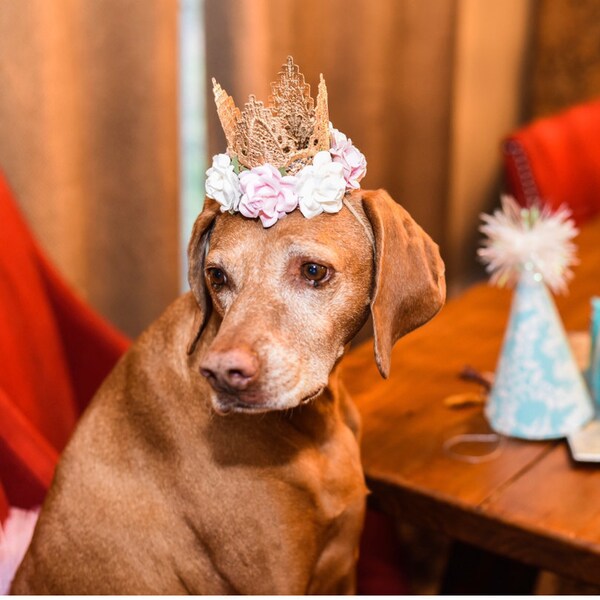 Princess Pet Birthday Crown Gold Lace Crown for Dogs and Cats Adeline ...