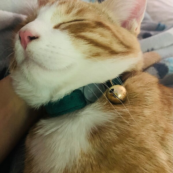 Breakaway Greensageforest Velvet Cat Collar Bowtie Leash Set ...