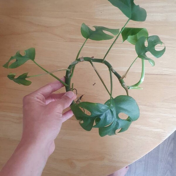 1x Rare Cutting Sillamontana Variegata Tradescantia - Etsy UK