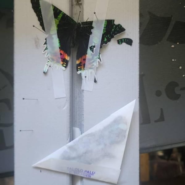 Complete Butterfly Mounting Kit With Spreading Board, PRESERVED ...