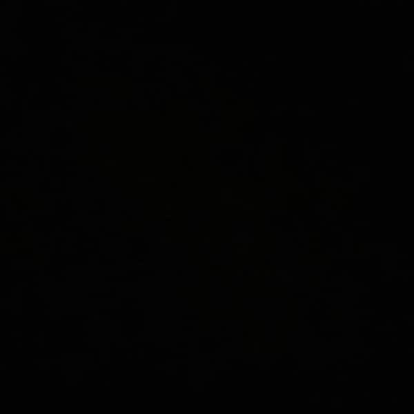 Ficus Moonshine Shivereana Starter Plant ALL STARTER PLANTS Require You ...