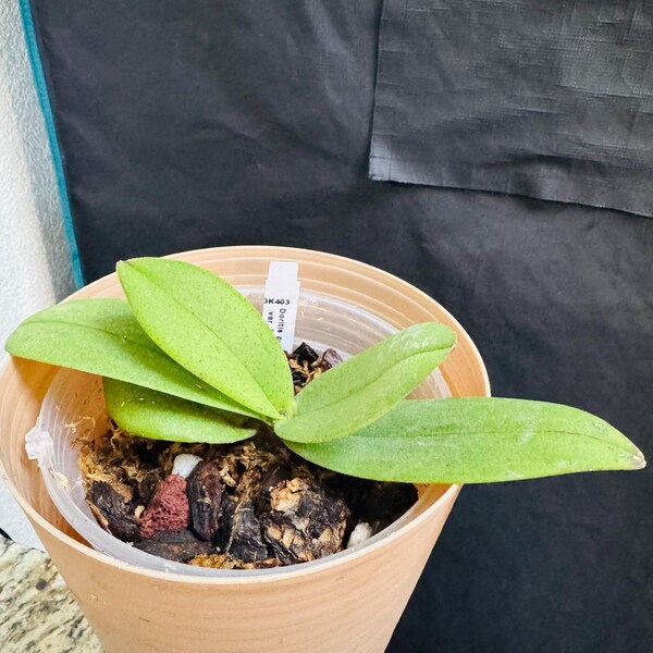 Rlc. Sung Ya Green 'mailman' 2.5 Pot - Etsy