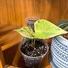 Snow Queen Pothos Single Starter Plant in a 1.5" Pot - Epipremnum ...