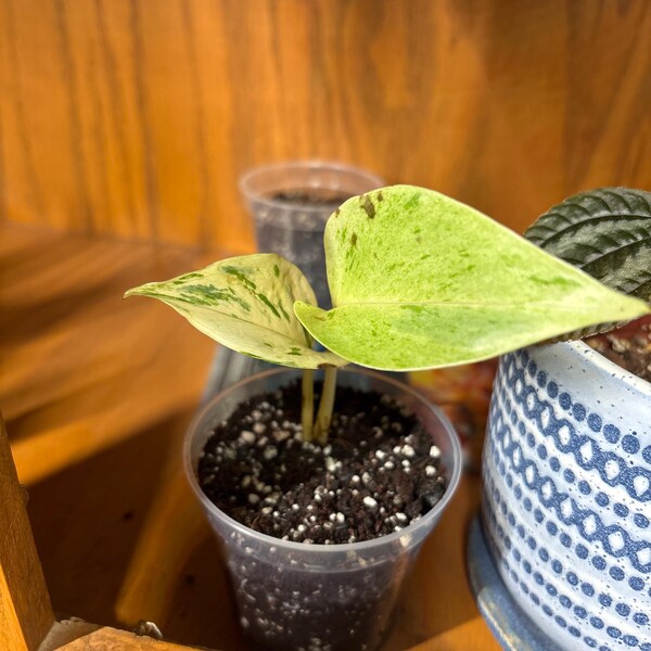 Snow Queen Pothos Single Starter Plant in a 1.5" Pot - Epipremnum ...