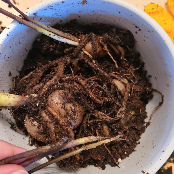 Highly Variegated Monstera Albo Cutting White Monstera Albo High ...