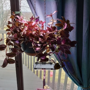 Tradescantia Bridal Vail Tiny White Flowers Easy - Etsy