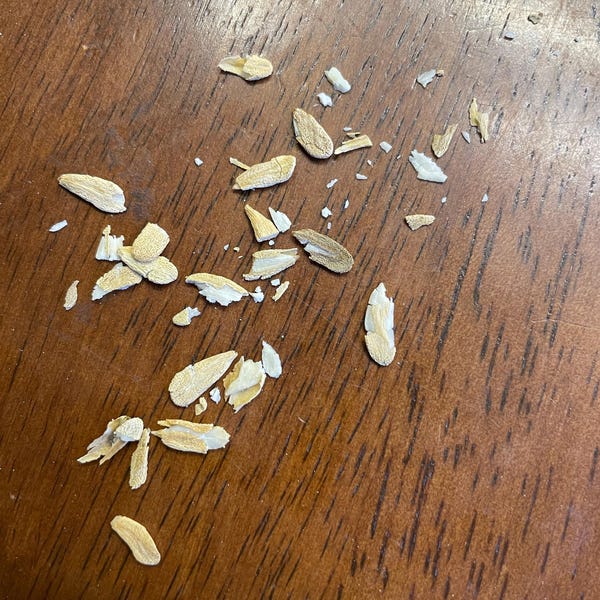 Kudu Lilly Seeds - 10 Pack - Pachypodium Saundersii - Collector ...