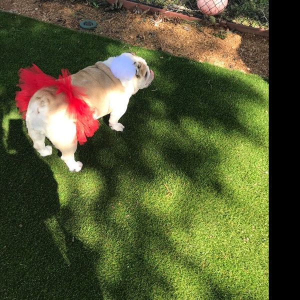 Dog Tutu-various Color Options (XS-XXXL). Durable Dog Tutu, Designed ...
