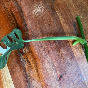 Monstera Adansonii Albo Cutting, Monstera Adansonii Albo Rooted Plant ...
