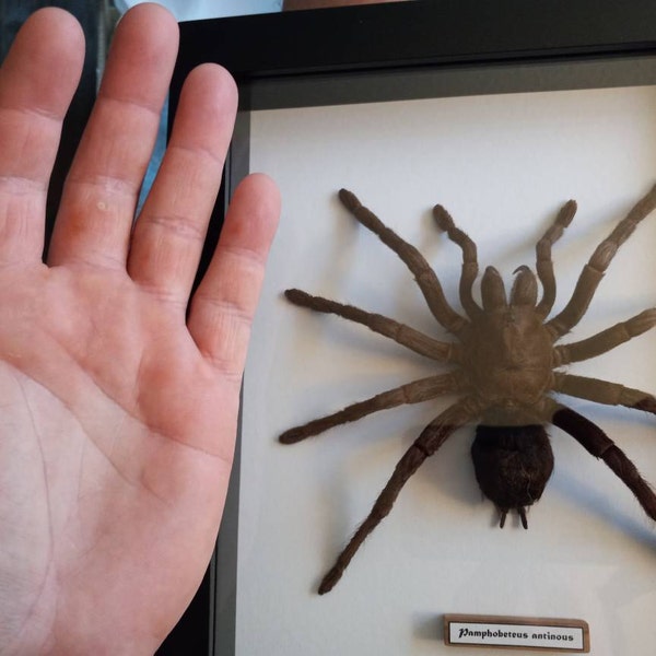 Rusty-leg Tarantula - Framed in Black - Etsy