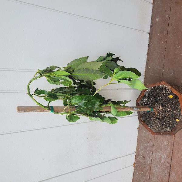 Dwarf Grafted 'little Cado' (wurtz) Tree - True Dwarf Avocado Variety ...