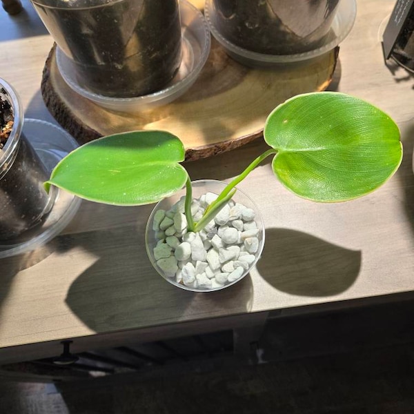 Ficus Thunbergii (oak Leaf Creeping Fig Aka Ficus Pumila Var ...